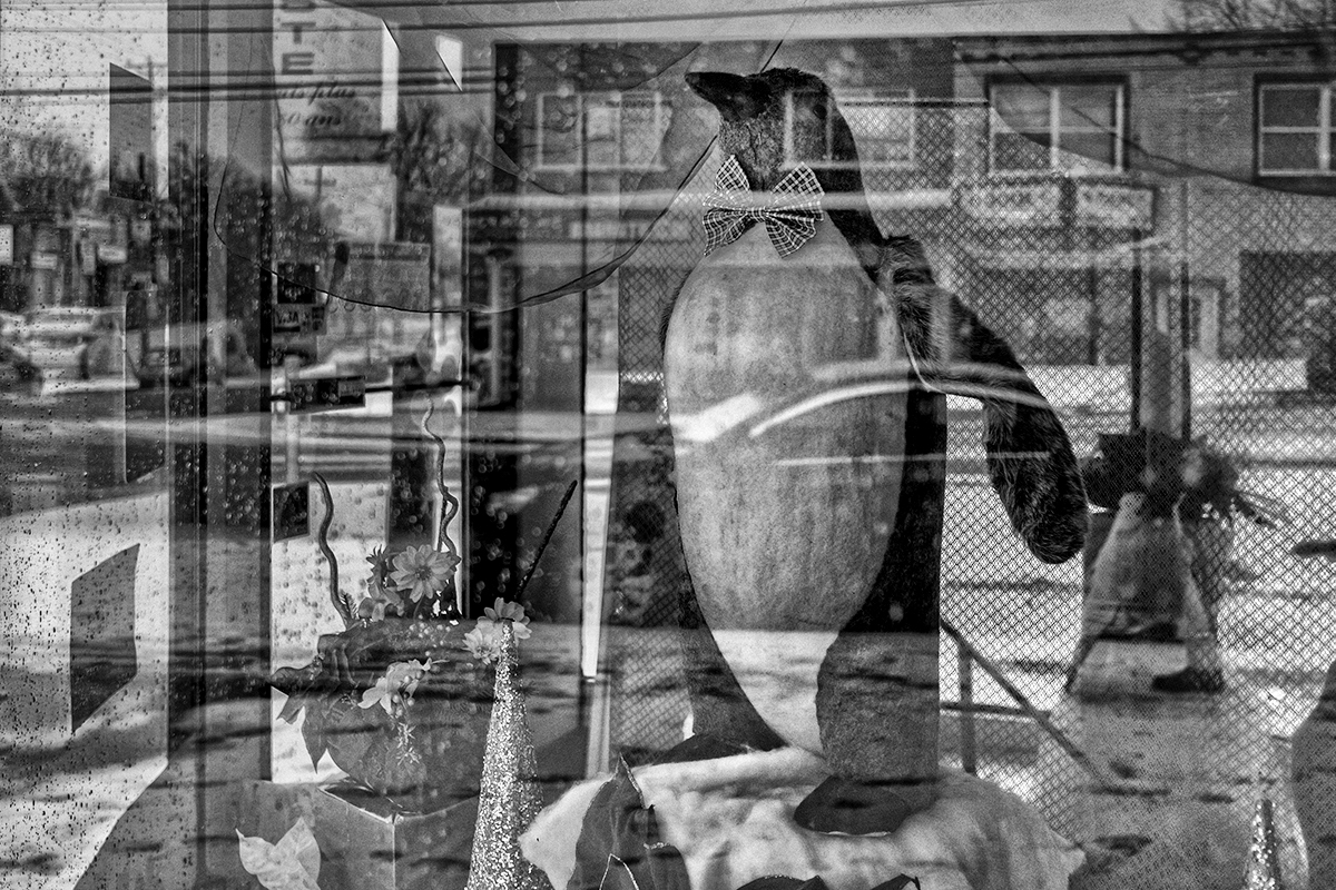 Urban Penguin – INDIEFOTOG Urban Penguin – INDIEFOTOG